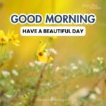 35+ Free Good Morning Sunshine Images & Quotes [2025]
