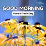 35+ Free Good Morning Raining Images with Quotes [2025]