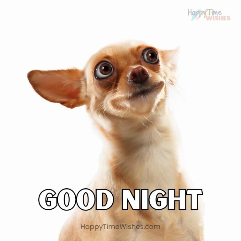 35+ Funny Good Night Images & Quotes